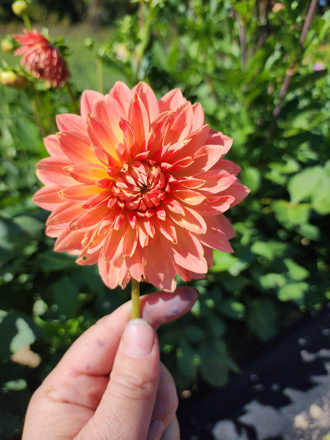 Products – Gone Gardening with Leah