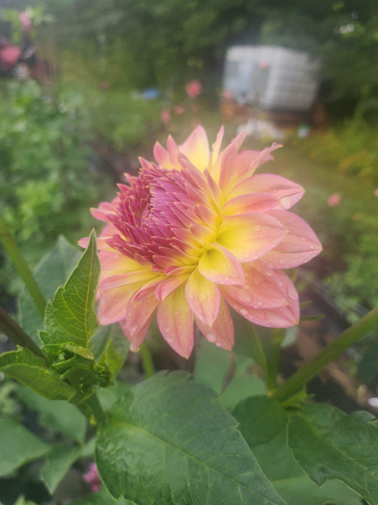 Bloomquist Jerry (1 tuber) – Gone Gardening with Leah