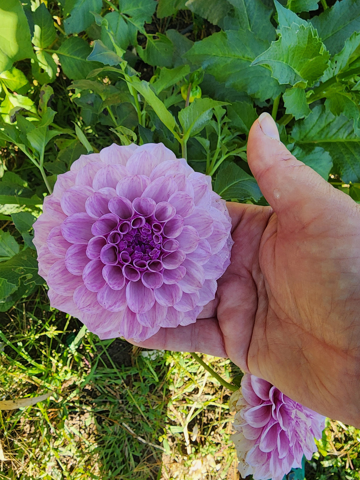 Canada Only Spring Shipped Jeff Bloom (1 cutting) – Gone Gardening with ...