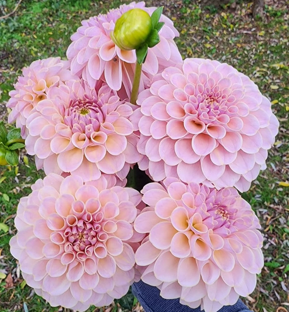 Canada Only Spring Shipped KA's® Cinder Rose (1 cutting) – Gone ...