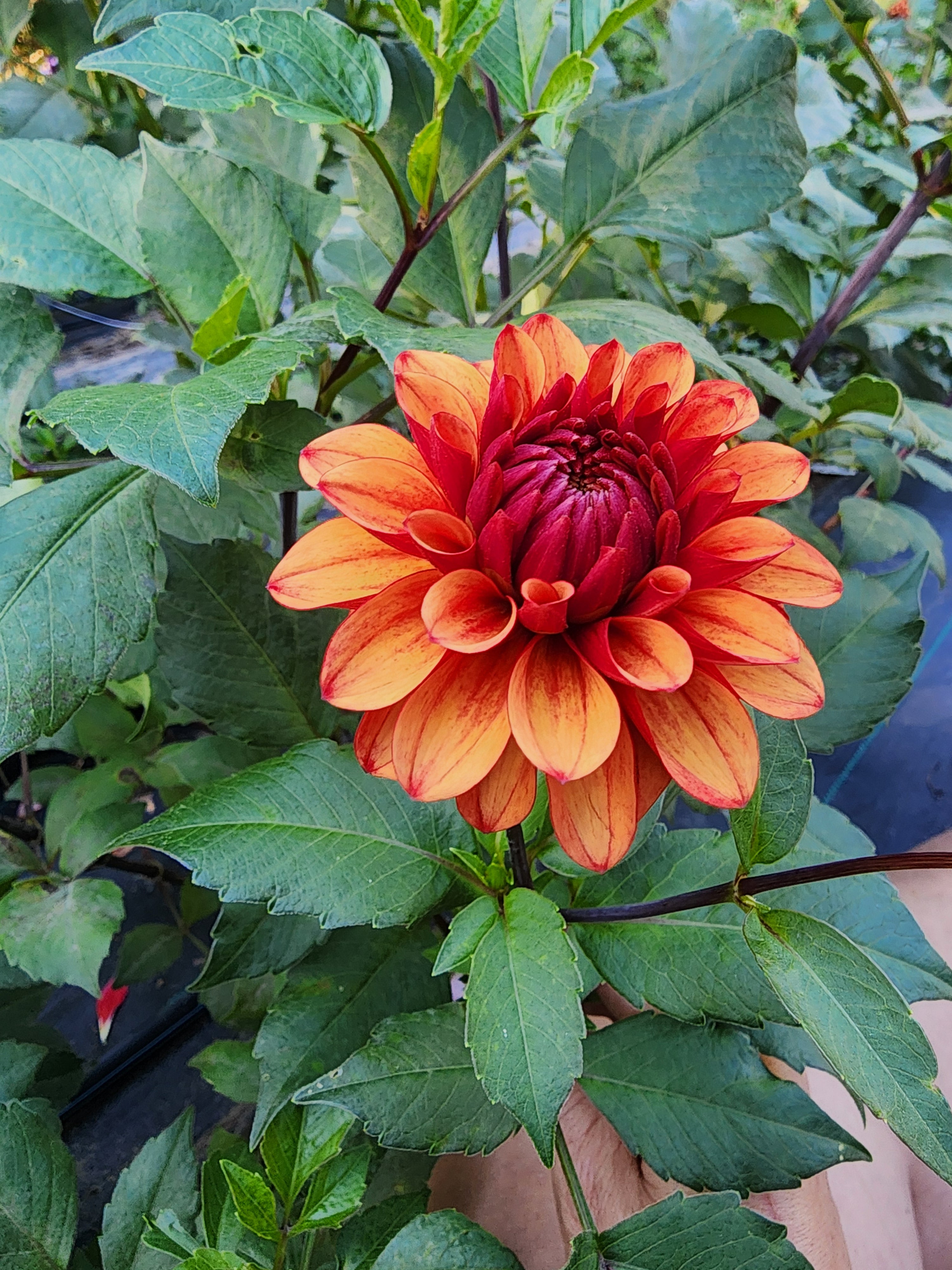 Lee's Ember (1 tuber) – Gone Gardening with Leah