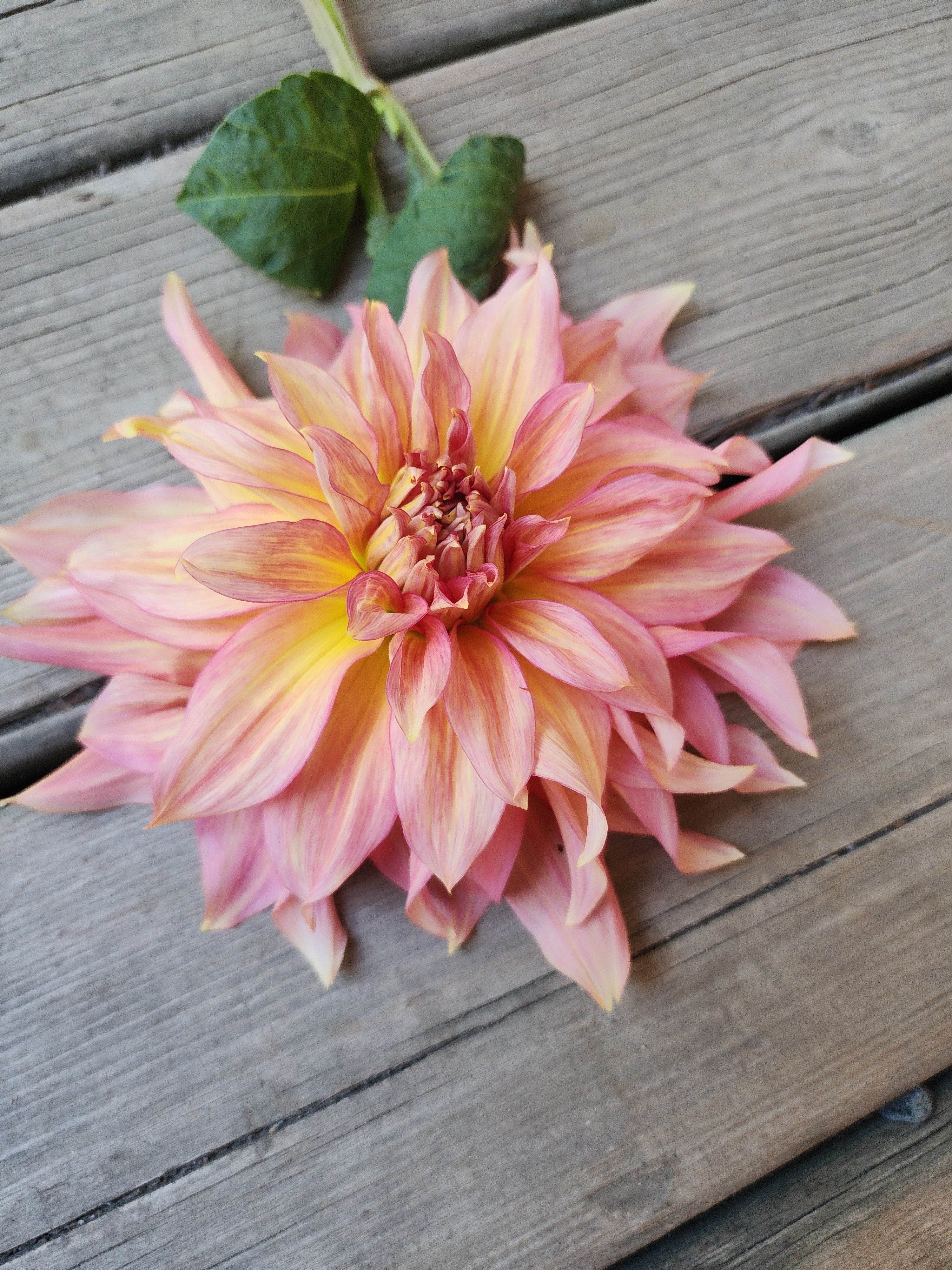 Canada Only Spring Shipped RM Gigi (1 cutting) – Gone Gardening with Leah