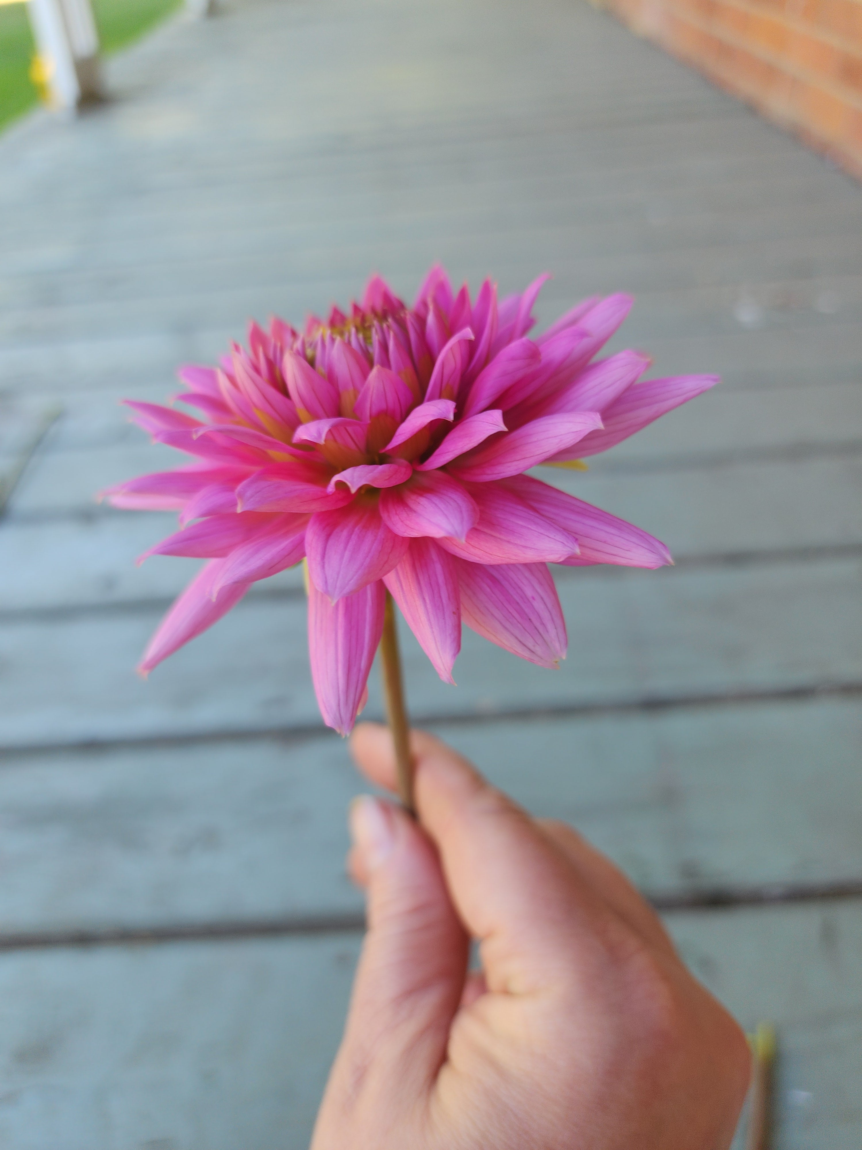 Sandia Barbie (1 tuber) – Gone Gardening with Leah