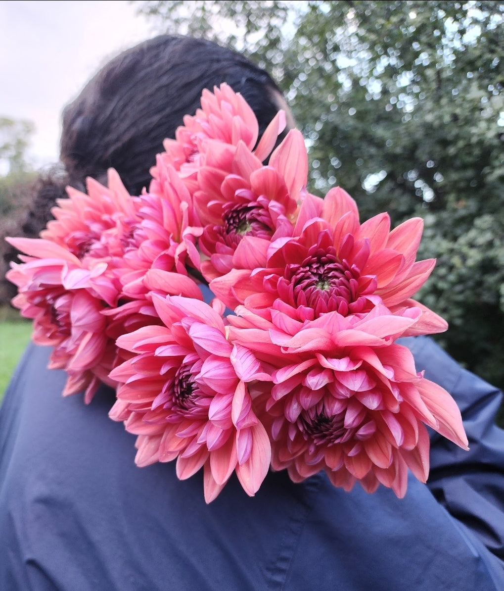 Gone Gardening with Leah | Dahlias, Clematis, Irises, and Flower Seeds