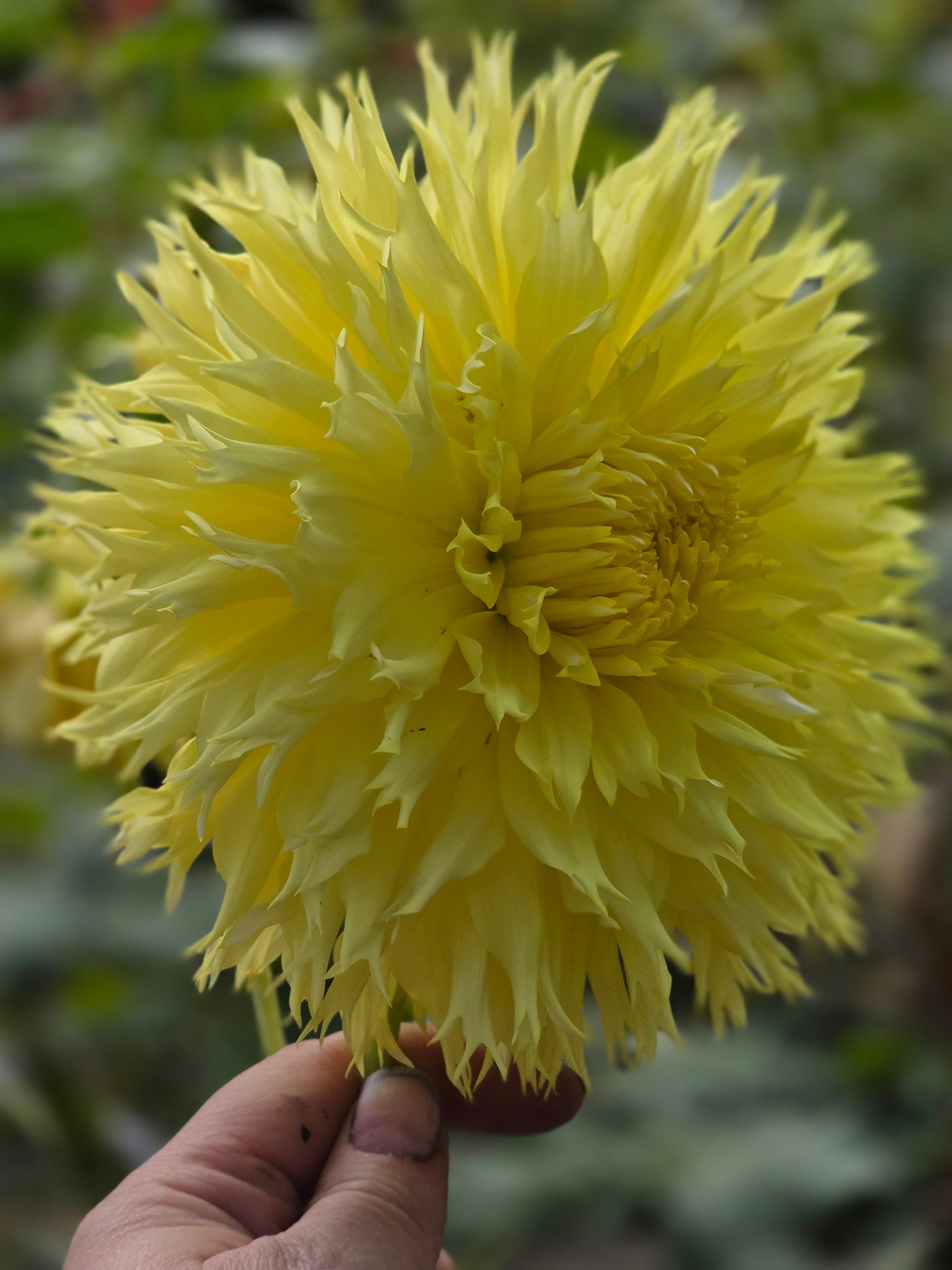 Van Isle Citronella (1 tuber) – Gone Gardening with Leah