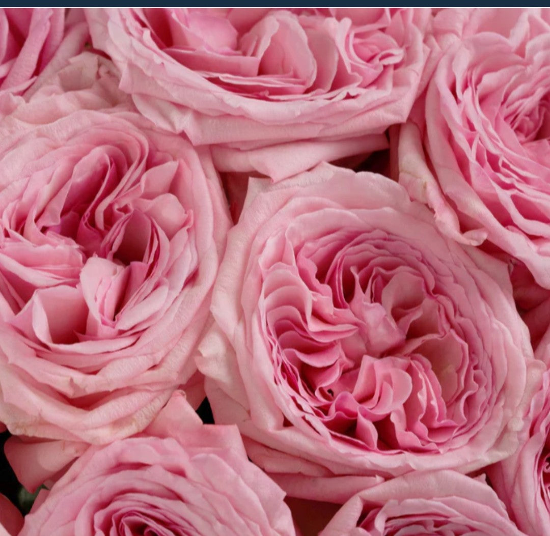 Pink O'Hara™ Some Experience (1 Bare Root Rose) – Gone Gardening with Leah