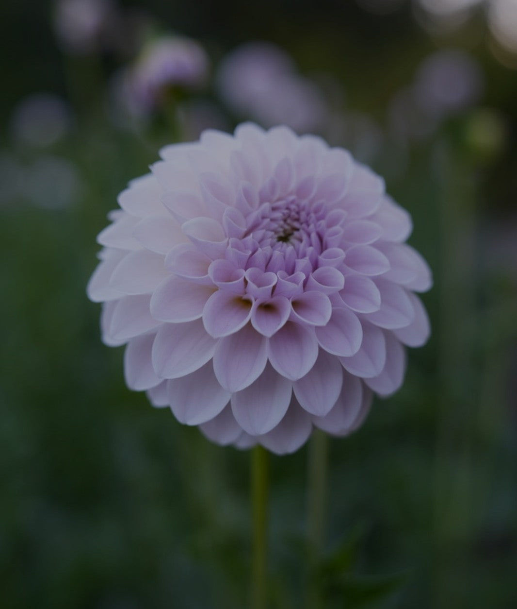 Canada Only Spring Shipped RM Hannah Joe (1 cutting) – Gone Gardening ...