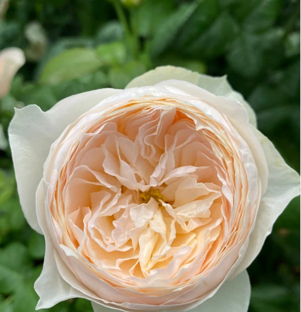 Emma Woodhouse™ - Some Experience (1 Bare Root Rose) – Gone Gardening ...