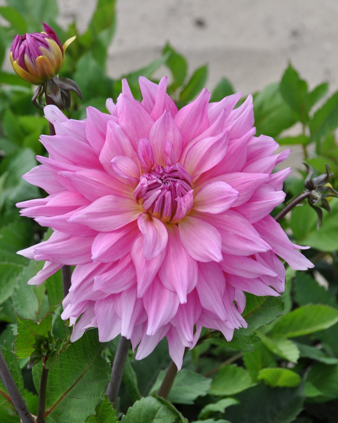 Titan Flamingo Imported (1 Tuber) – Gone Gardening with Leah