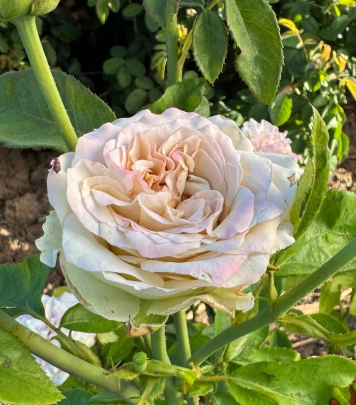 Westminister Abbey™ - Experienced (1 Bare Root Rose) – Gone Gardening ...