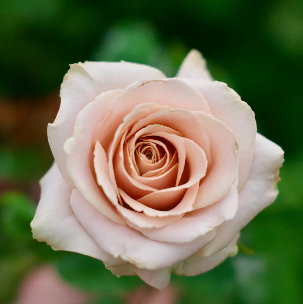Quicksand® - Experienced (1 Bare Root Rose) – Gone Gardening with Leah