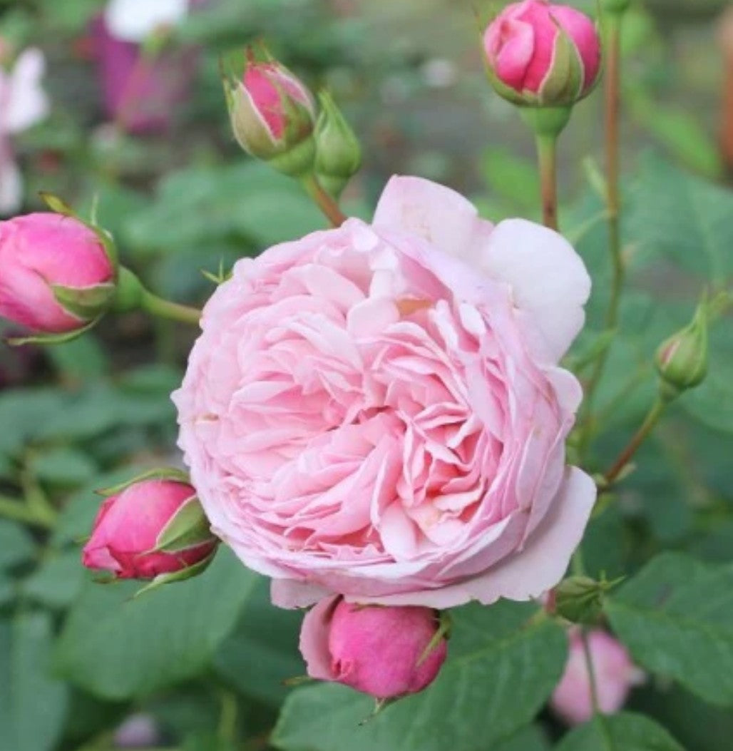 Divina™ - Beginner (1 Bare Root Rose) – Gone Gardening with Leah