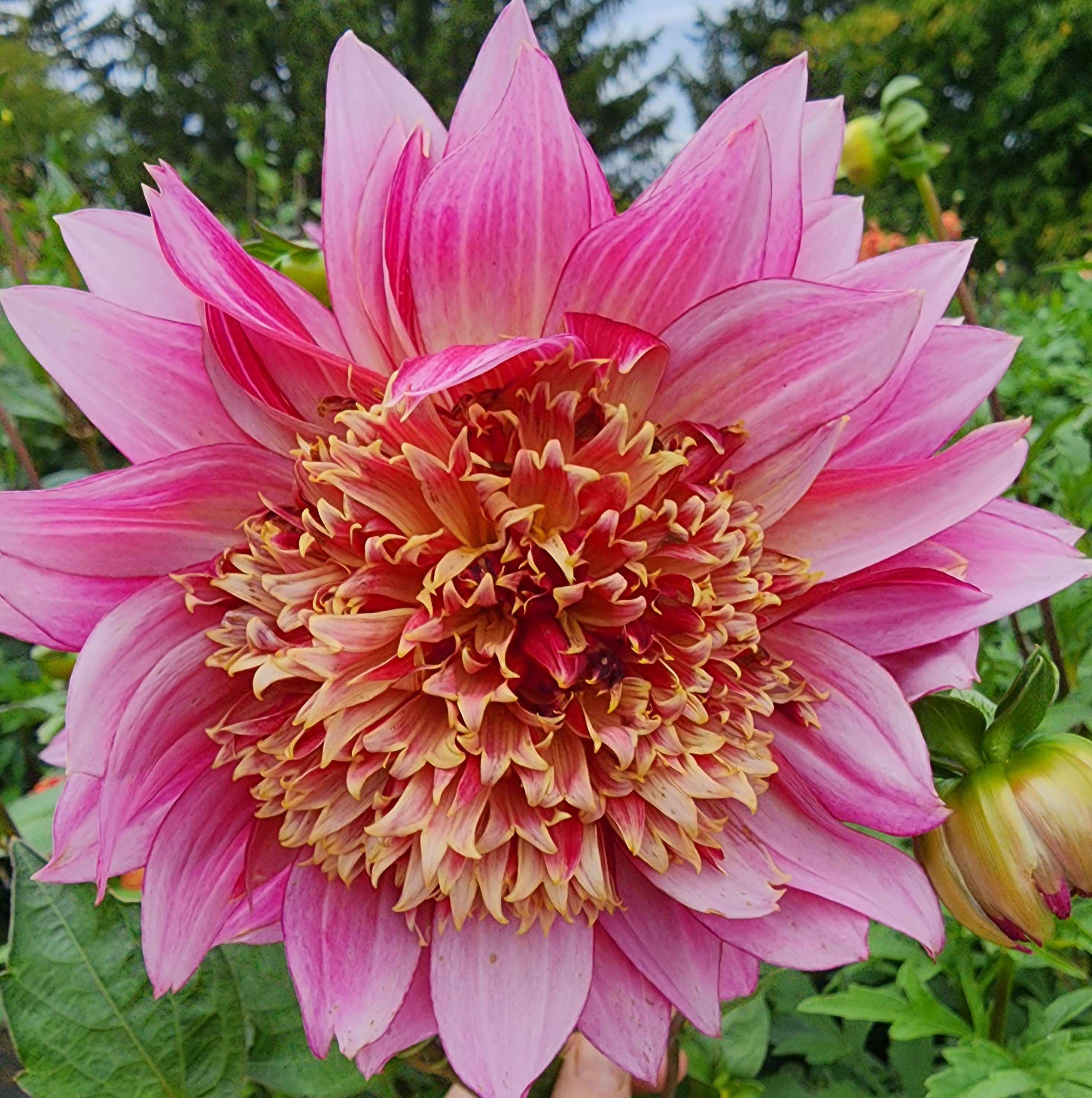 Gone Gardening with Leah