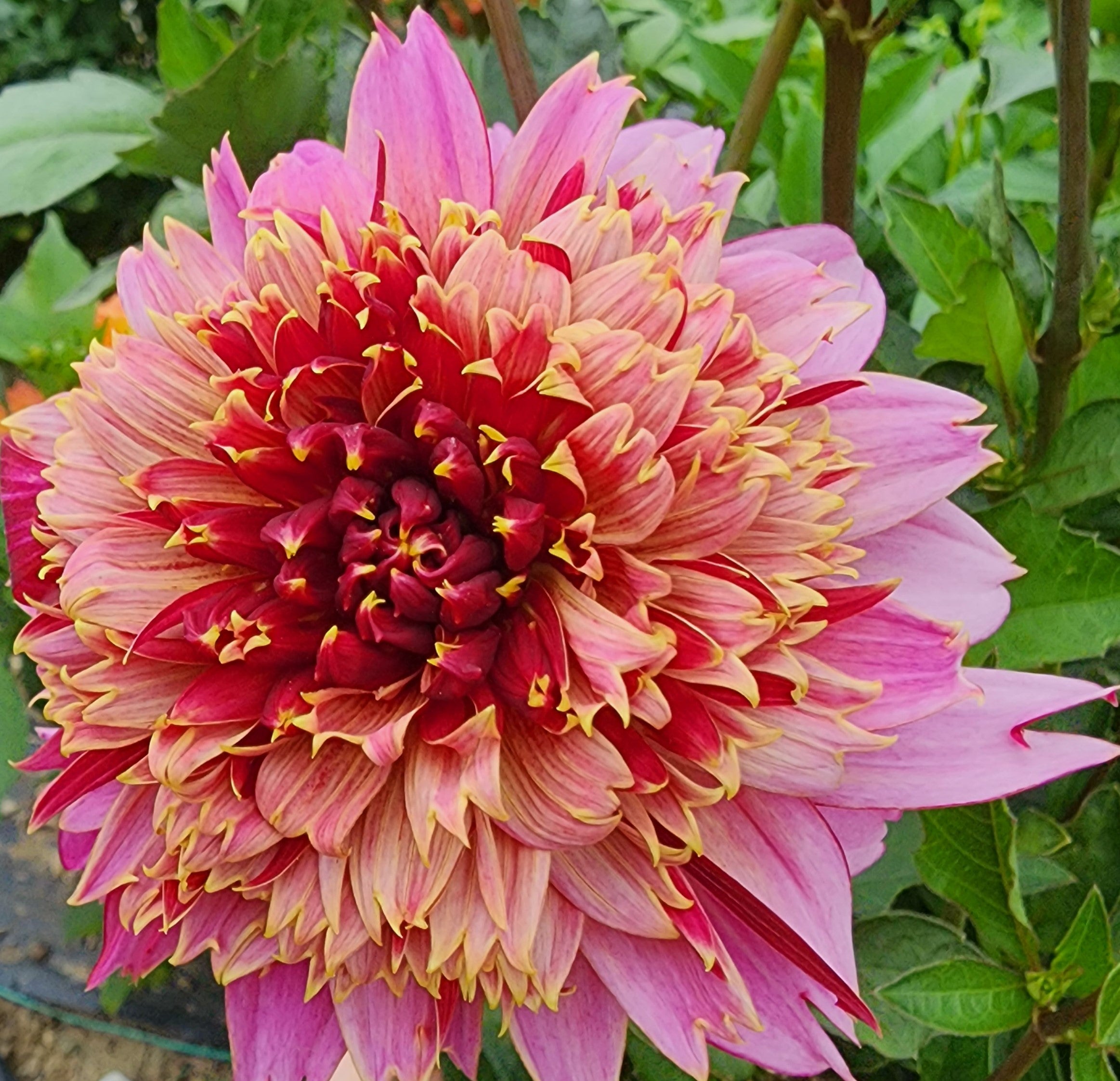 Gone Gardening with Leah